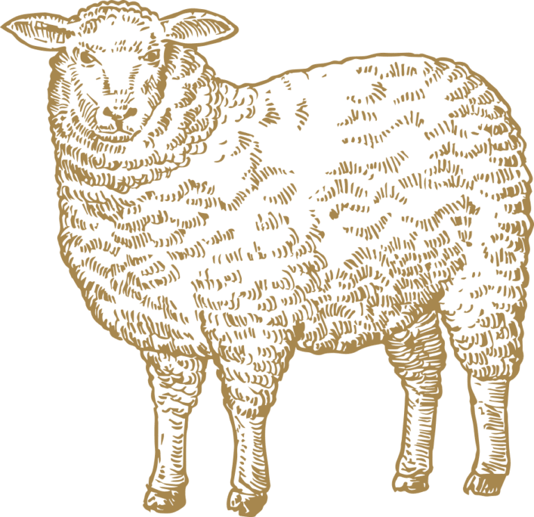 sheep | Woolworks NZ Limited