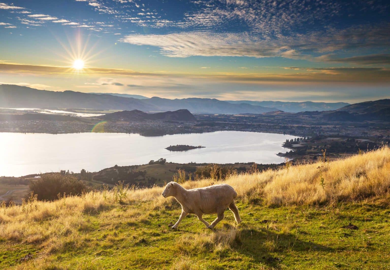 High Cholesterol Wool Grease | Woolworks