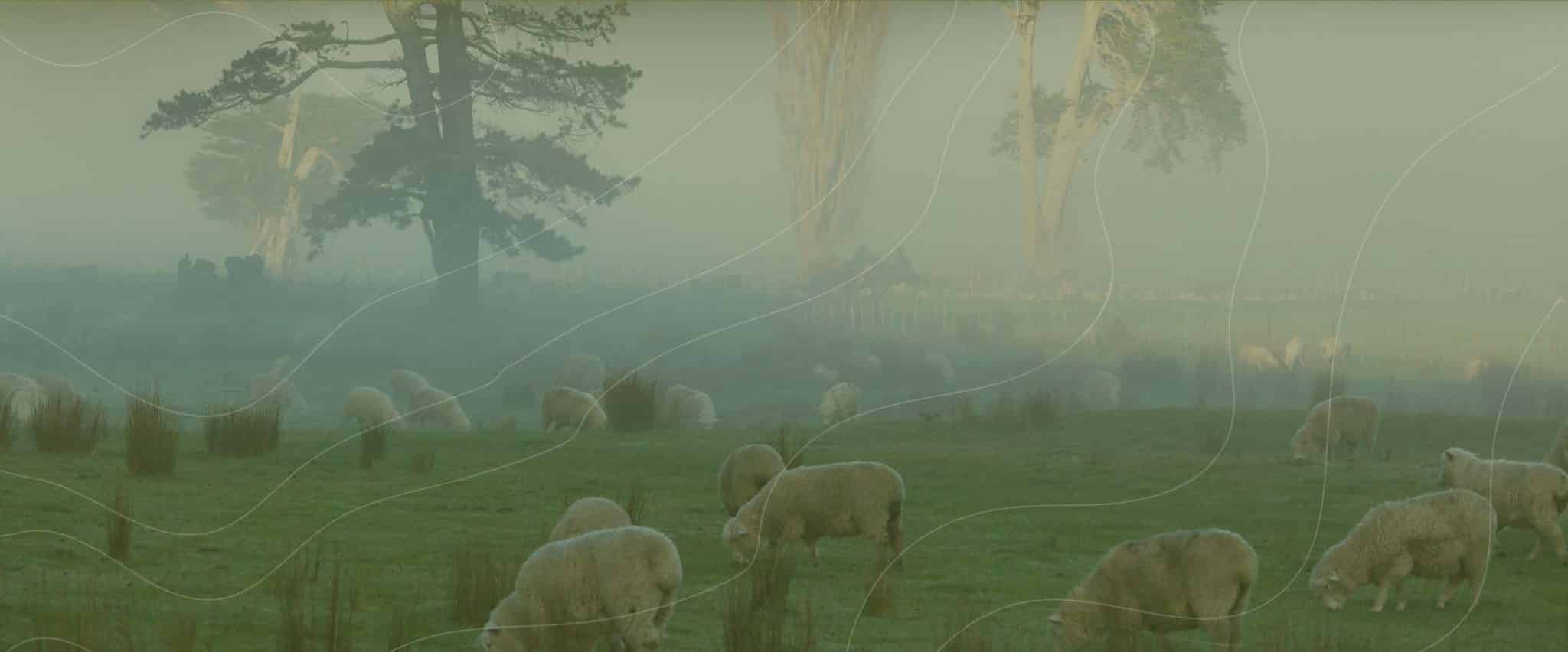 sheep-trees | Woolworks NZ Limited