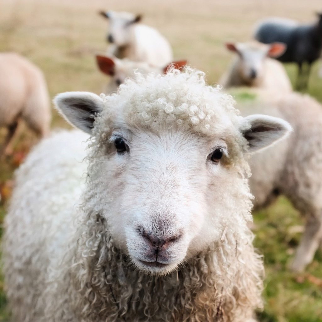 The Wool Blog | We Love Wool | Woolworks
